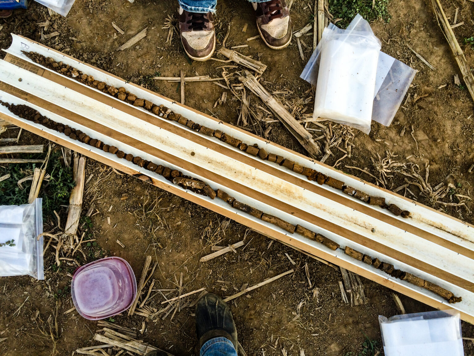 Soil cores are sampled from a corn field for nitrogen analysis. Photo ...