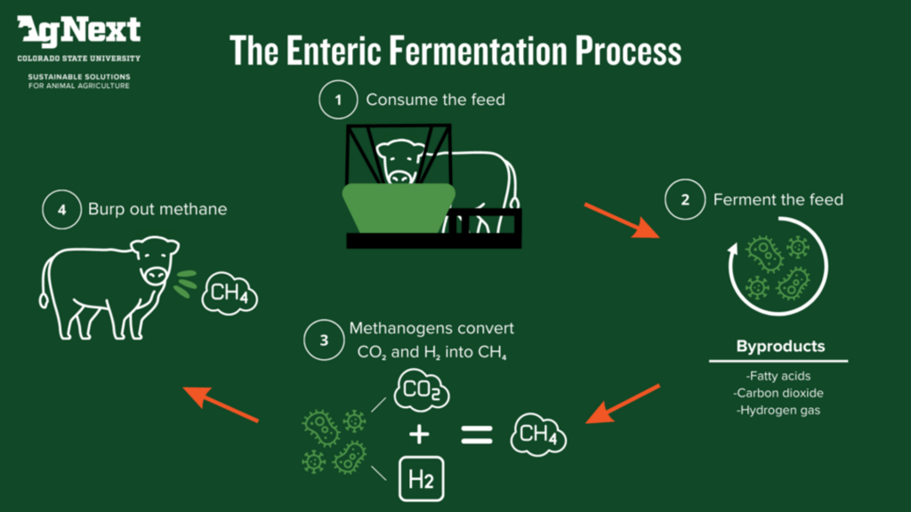 The enteric fermentation process in four steps, including consumption ...